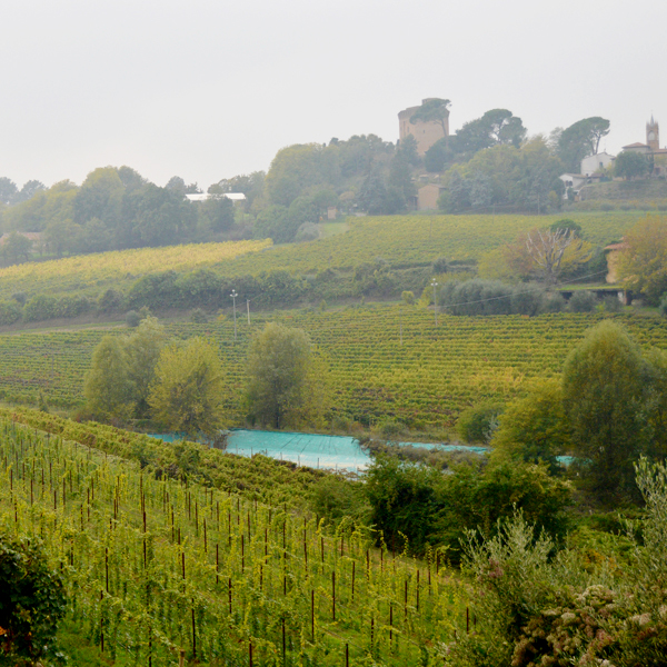 Grape Adventure: Unusual Wine Grape Varieties Around The World